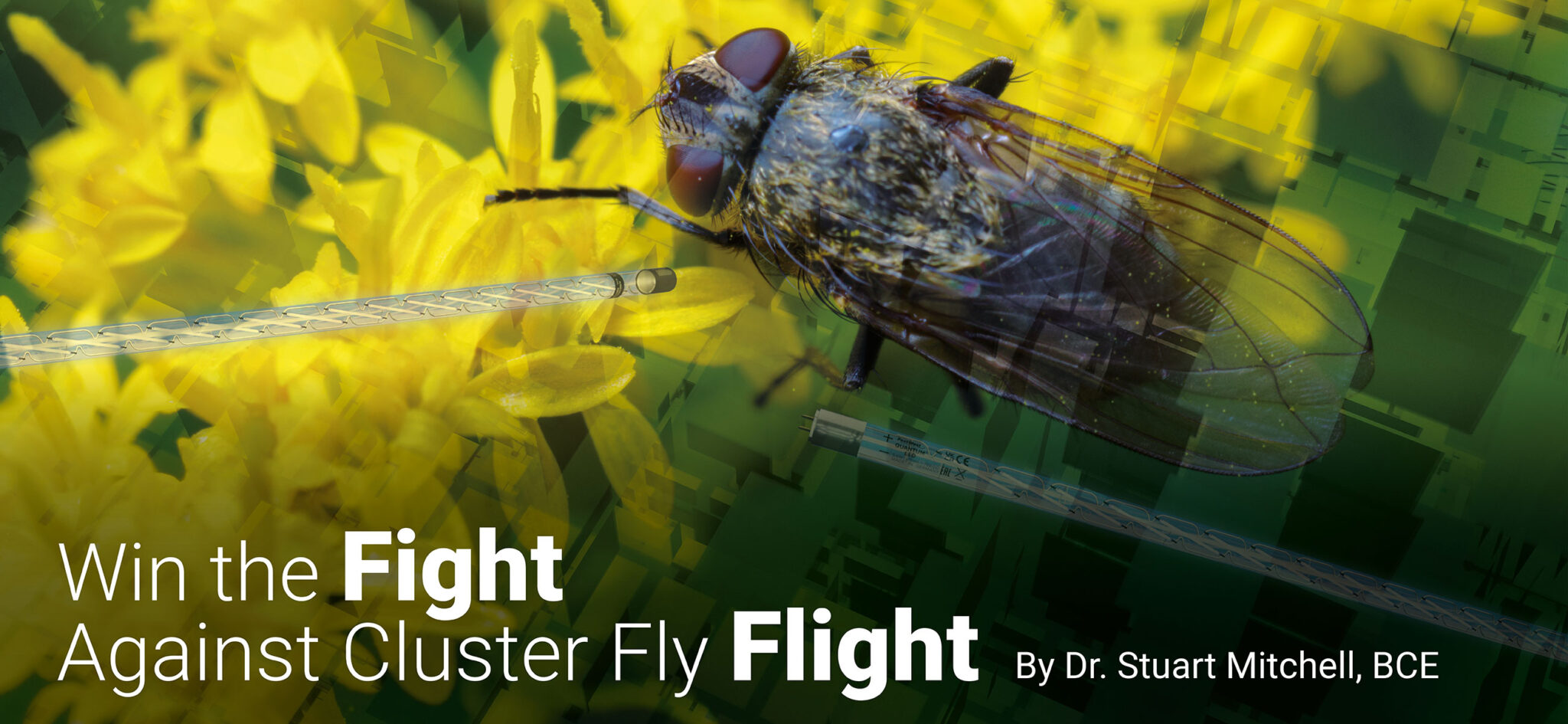 Win the Fight Against Cluster Fly Flight - PestWest LLC USA