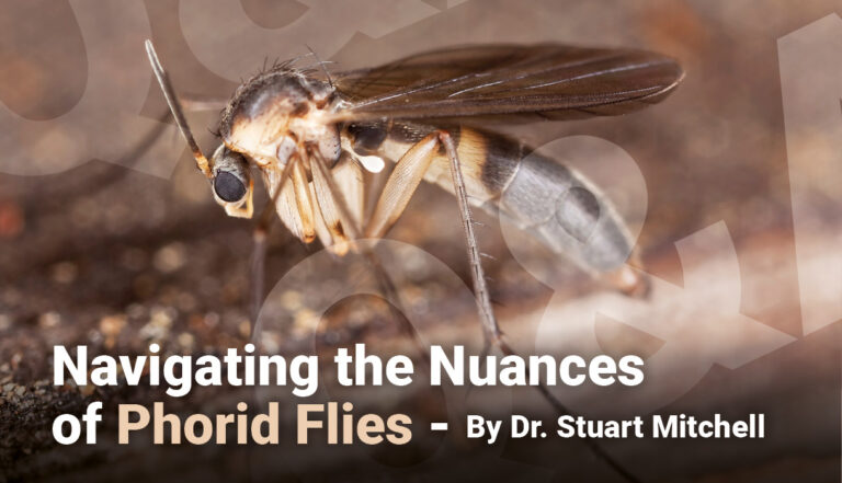 Navigating the Nuances of Phorid Flies - PestWest LLC USA