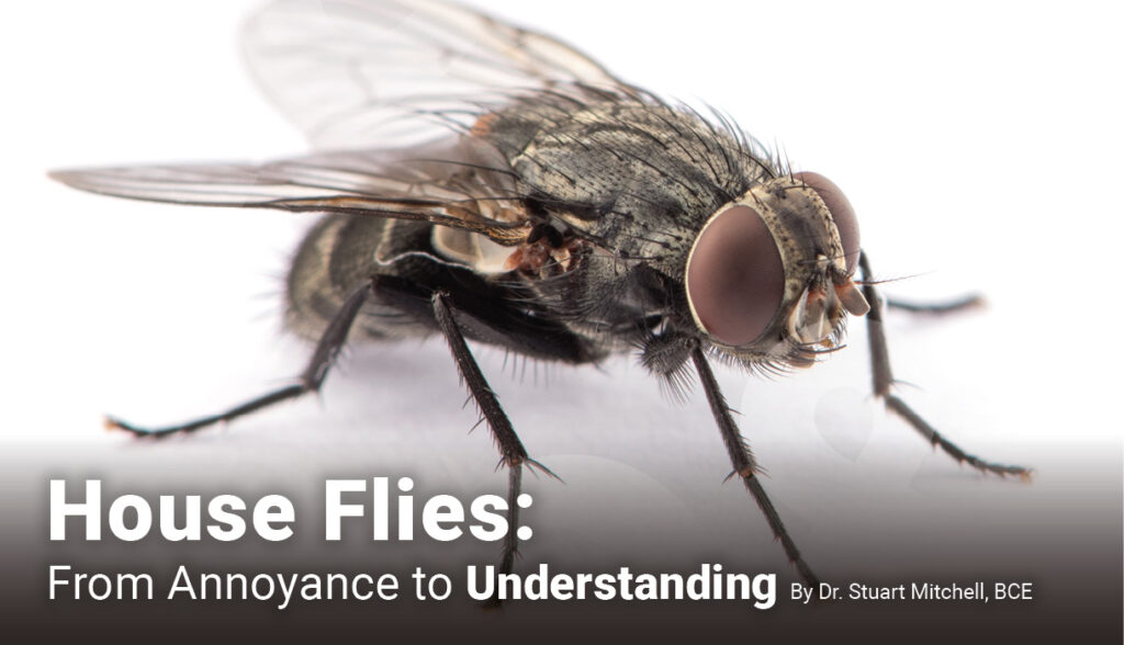 House Flies: From Annoyance to Understanding - PestWest LLC USA
