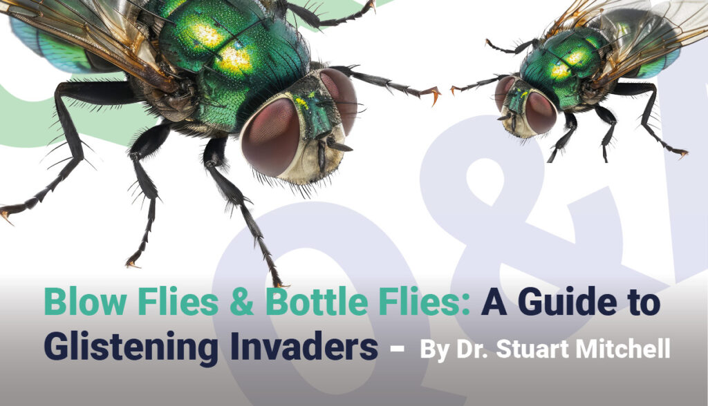 Blow Flies & Bottle Flies: A Guide to Glistening Invaders - PestWest ...