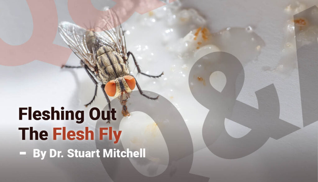 Fleshing Out the Flesh Fly - PestWest LLC USA