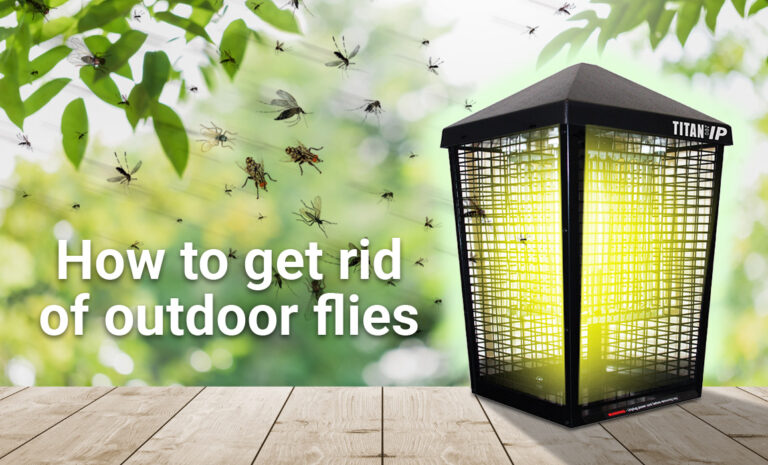 How to get rid of outdoor flies - PestWest LLC USA